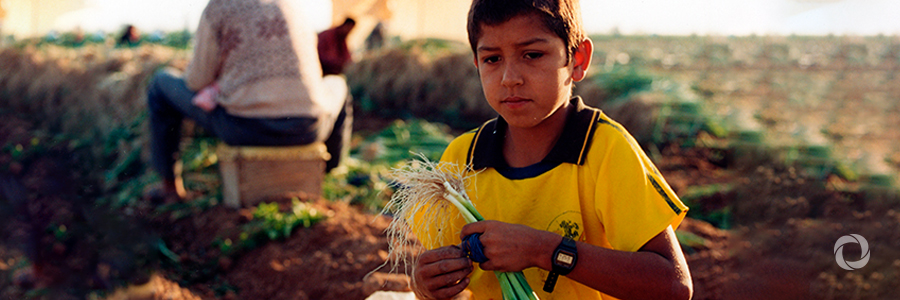 Child labor in Mexico: 1.3 million minors tasked with hazardous obs ...