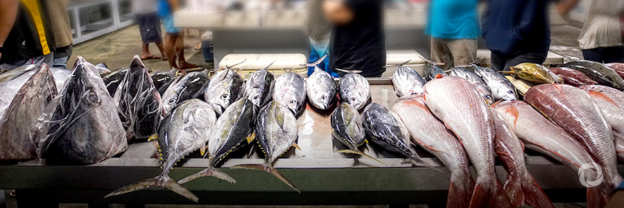 The Caribbean Regional Fisheries Mechanism, FAO launch Pacific ...