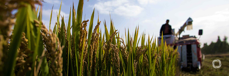 Preparations move into high gear for Caribbean Week of Agriculture in ...