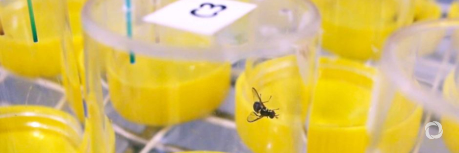 African insect experts meet in Ghana to discuss fruit fly suppression ...