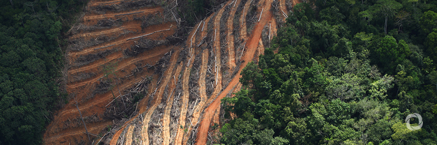 Towards zero deforestation DevelopmentAid