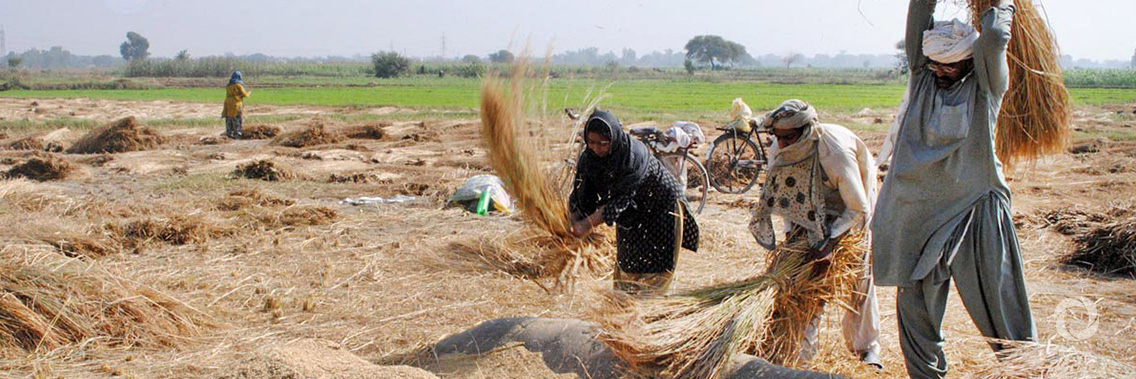 Reviving the basmati rice farming industry in Pakistan DevelopmentAid