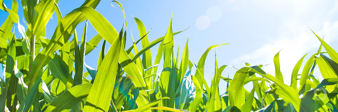Drought-tolerant crops to contribute to food security in Namibia ...