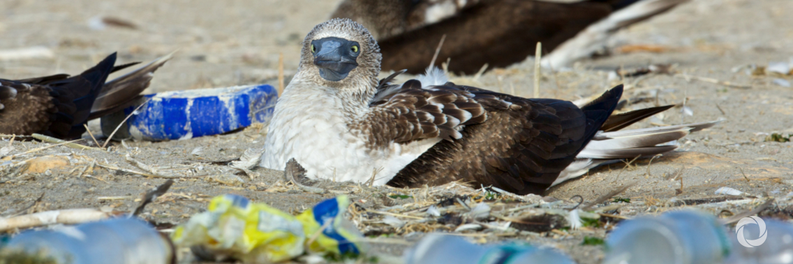 World Migratory Bird Day highlights deadly risks of plastic pollution ...