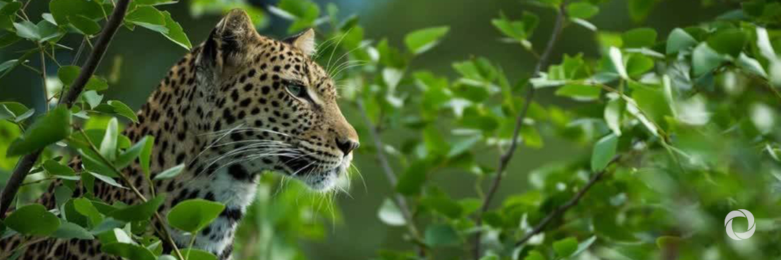 New technology platform designed to protect wildlife launched ...