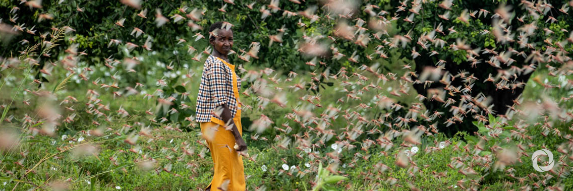 Japan supports people in East African countries hit by locust swarms ...