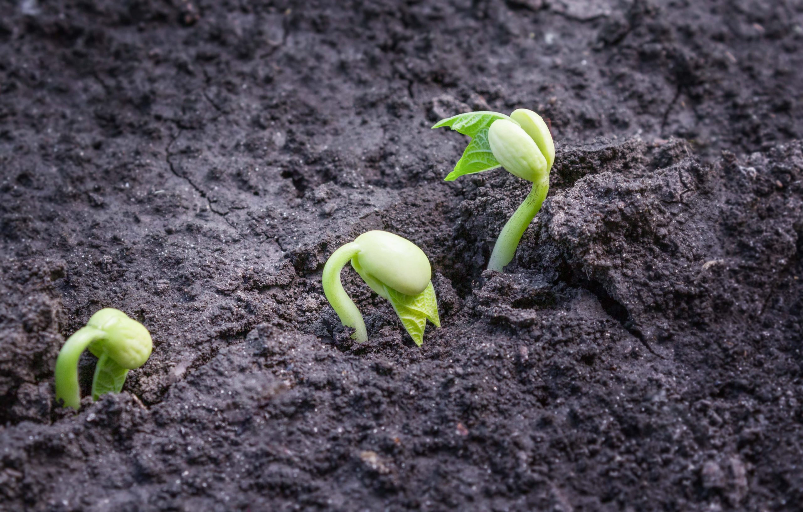 Celebrating pulses for soil, people, and ecosystems DevelopmentAid