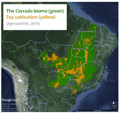 Five largest soybean-producing countries. An in-depth look DevelopmentAid
