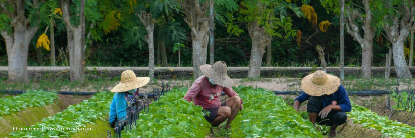 Agricultural Development Programmes Global Agriculture And Food