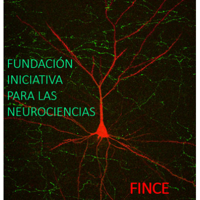 ☑️Fundacion Iniciativa para Las Neurosciencias - Foundation for ...